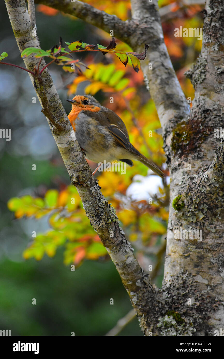 European robin (Erithacus rubecula), sitting on a branch in Scotland ...