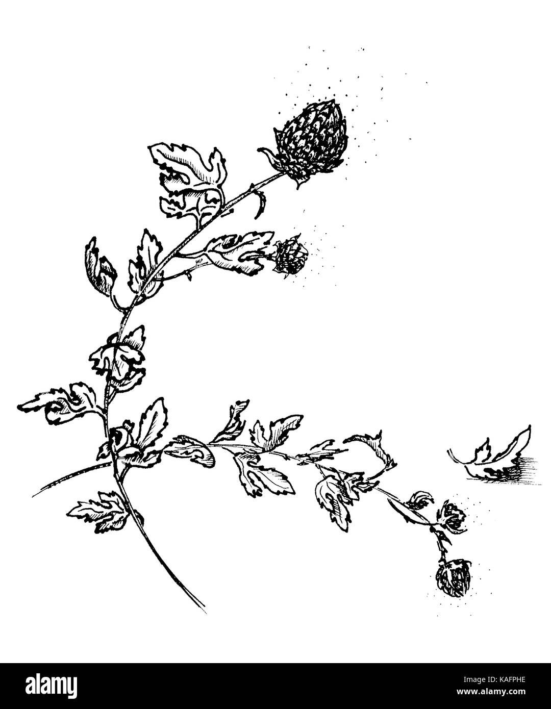 Background bouquet flowers banner Black and White Stock Photos & Images ...