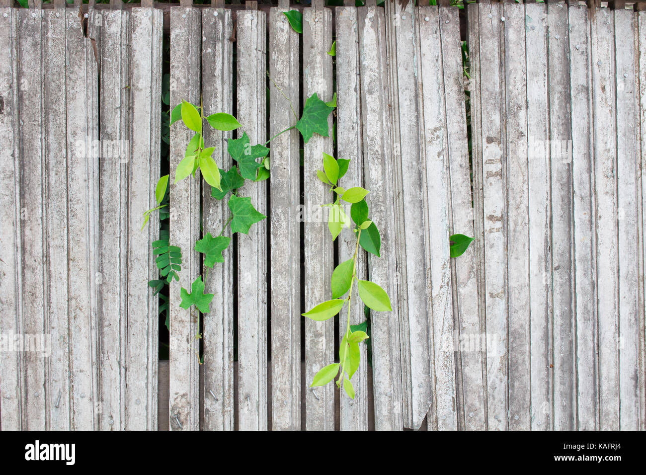 Picture, wooden slats to the plant / vine. For the background image ...