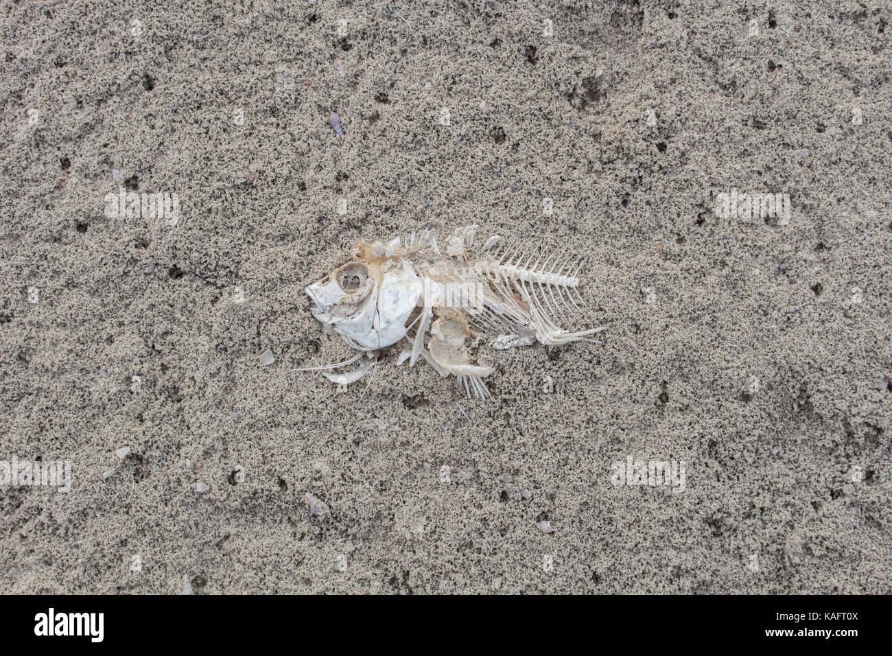 However, bone fish, dead fish because the water Stock Photo - Alamy