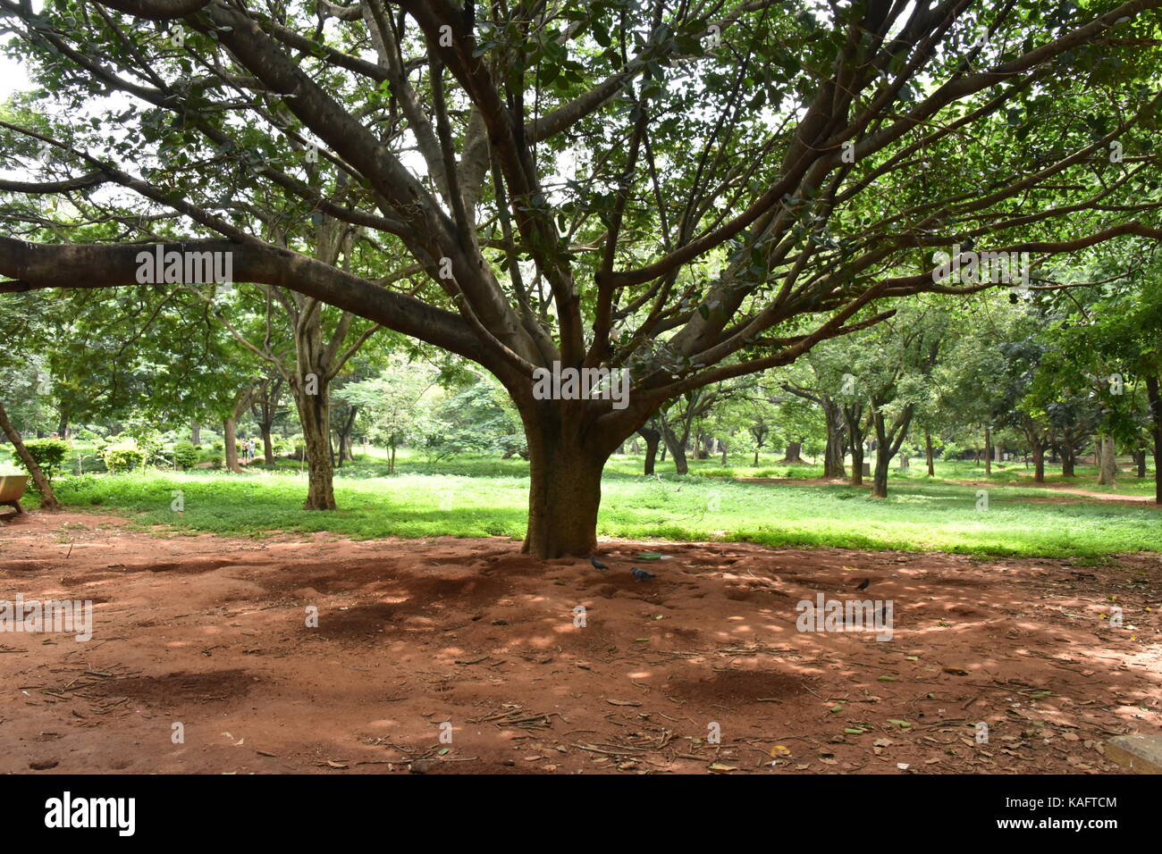 Cubbon Park, Bangalore Stock Photo - Alamy
