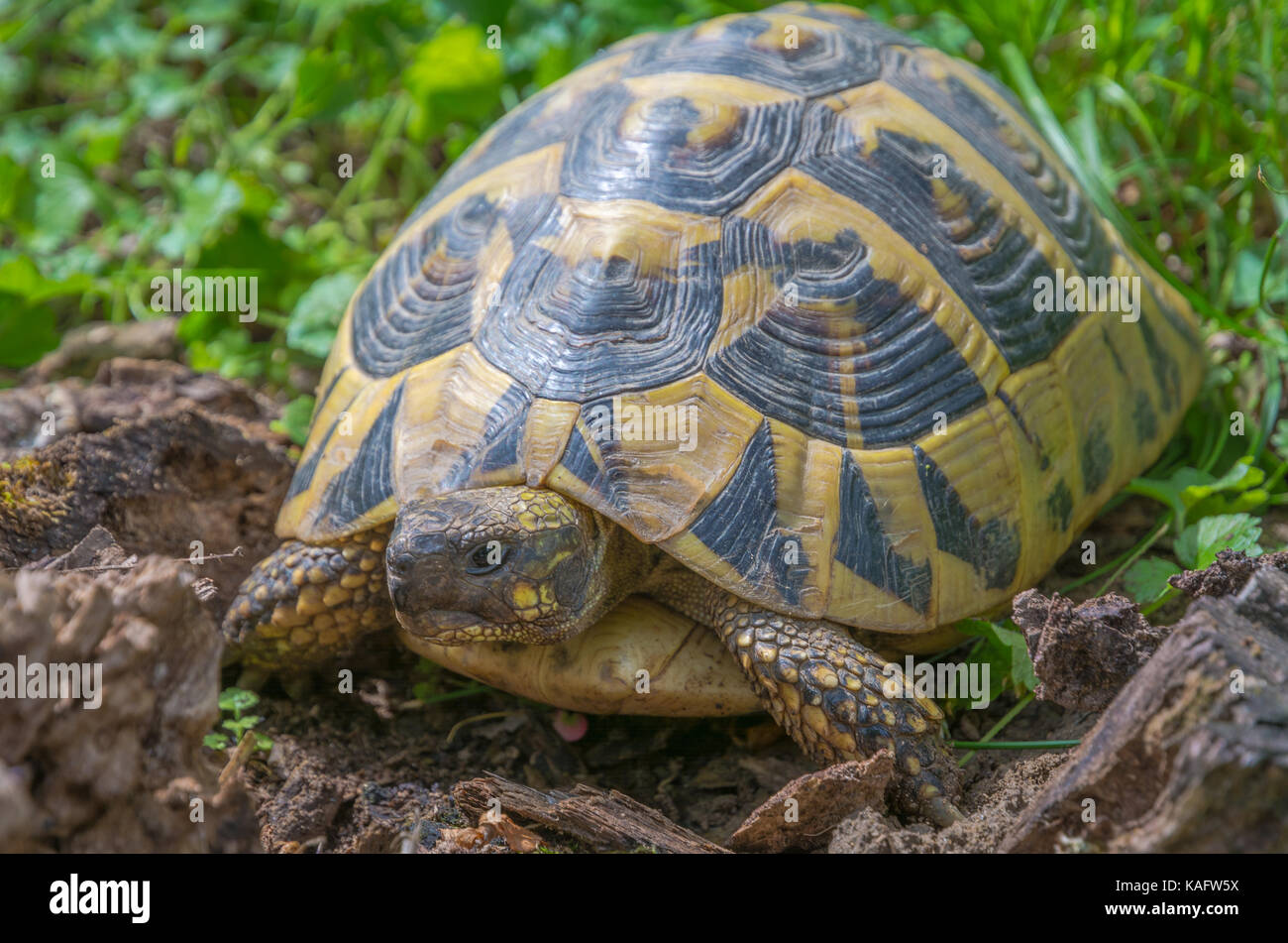 geochelone sulcata African spurred tortoise / sulcata tortoise ...