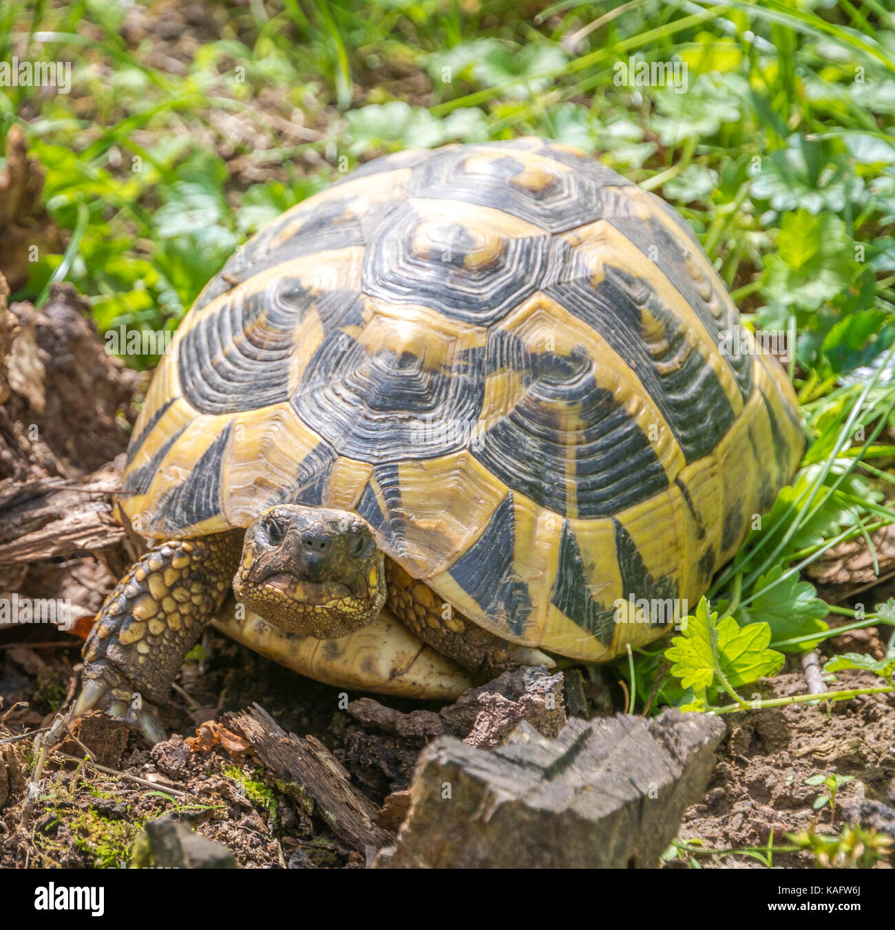 geochelone sulcata African spurred tortoise / sulcata tortoise ...