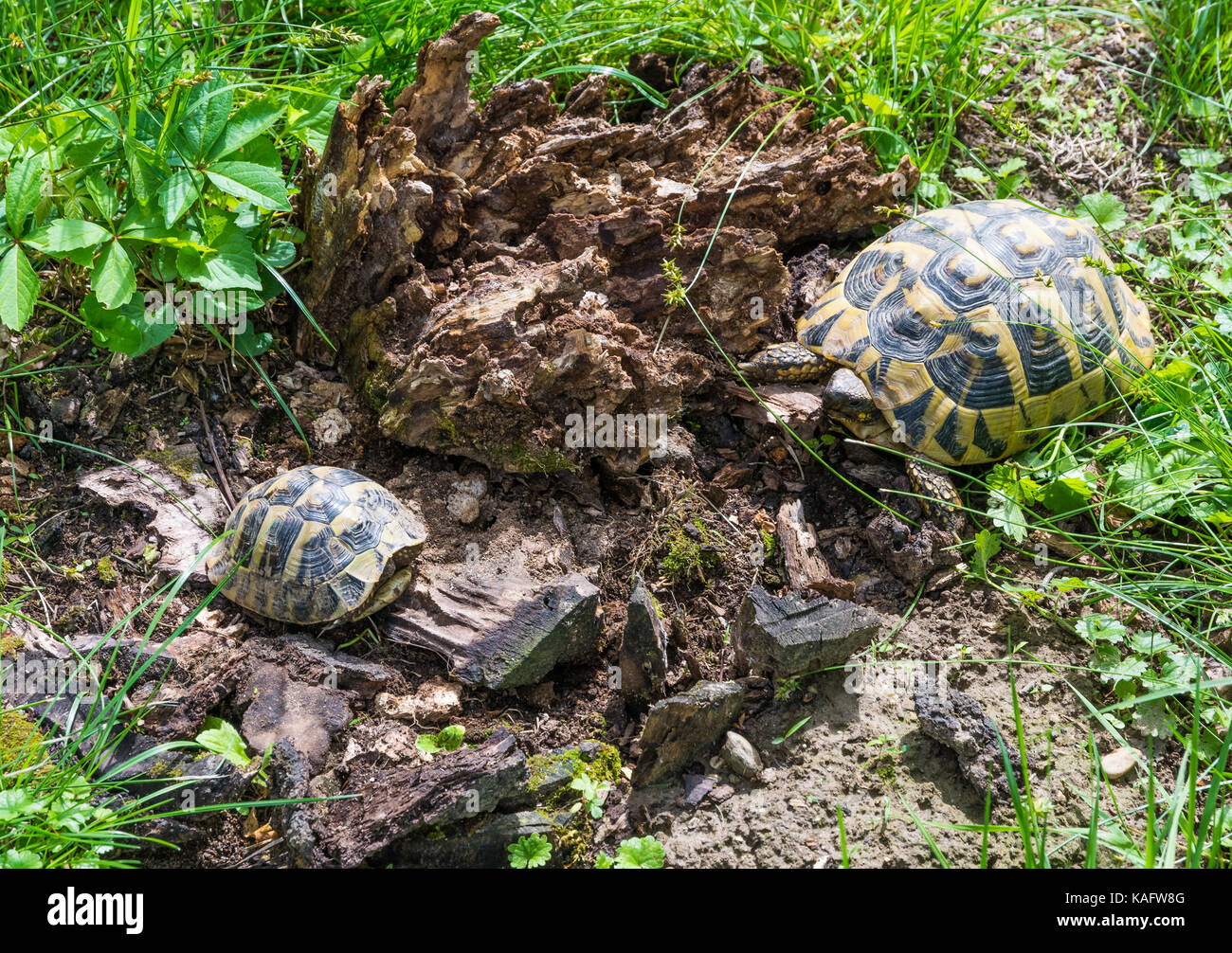 geochelone sulcata African spurred tortoise / sulcata tortoise ...