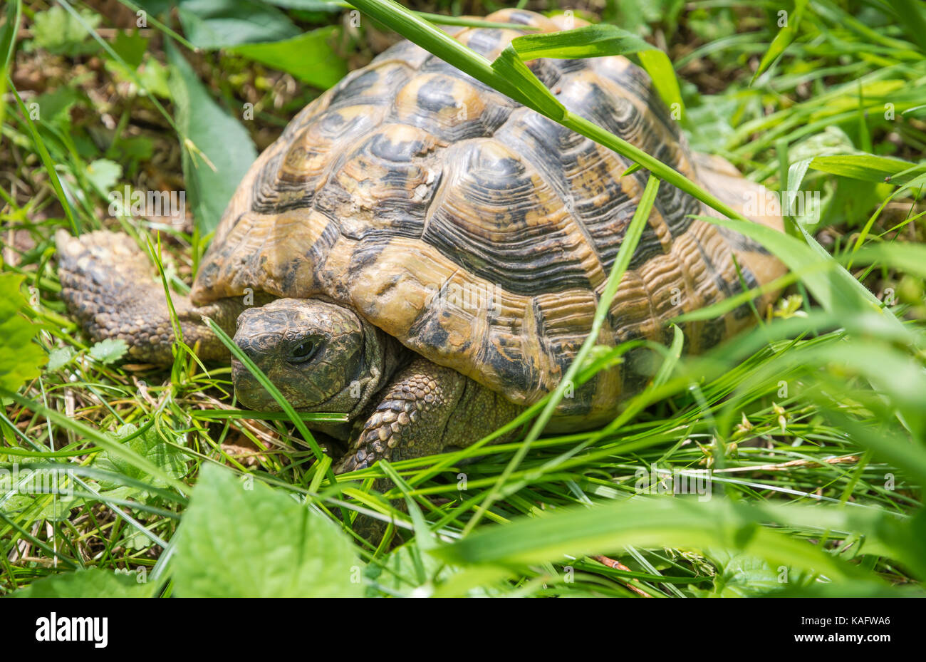 geochelone sulcata African spurred tortoise / sulcata tortoise ...