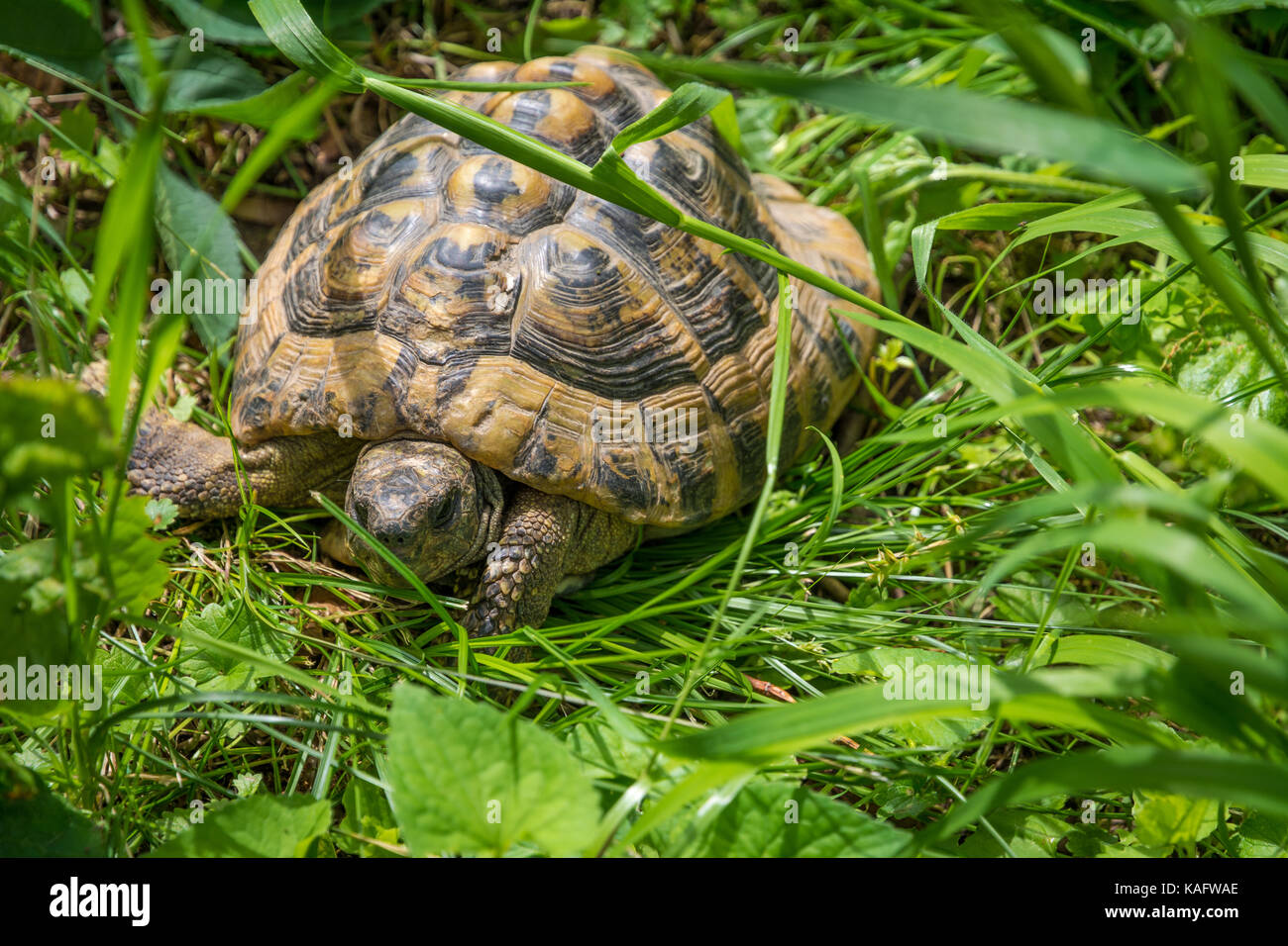 geochelone sulcata African spurred tortoise / sulcata tortoise ...