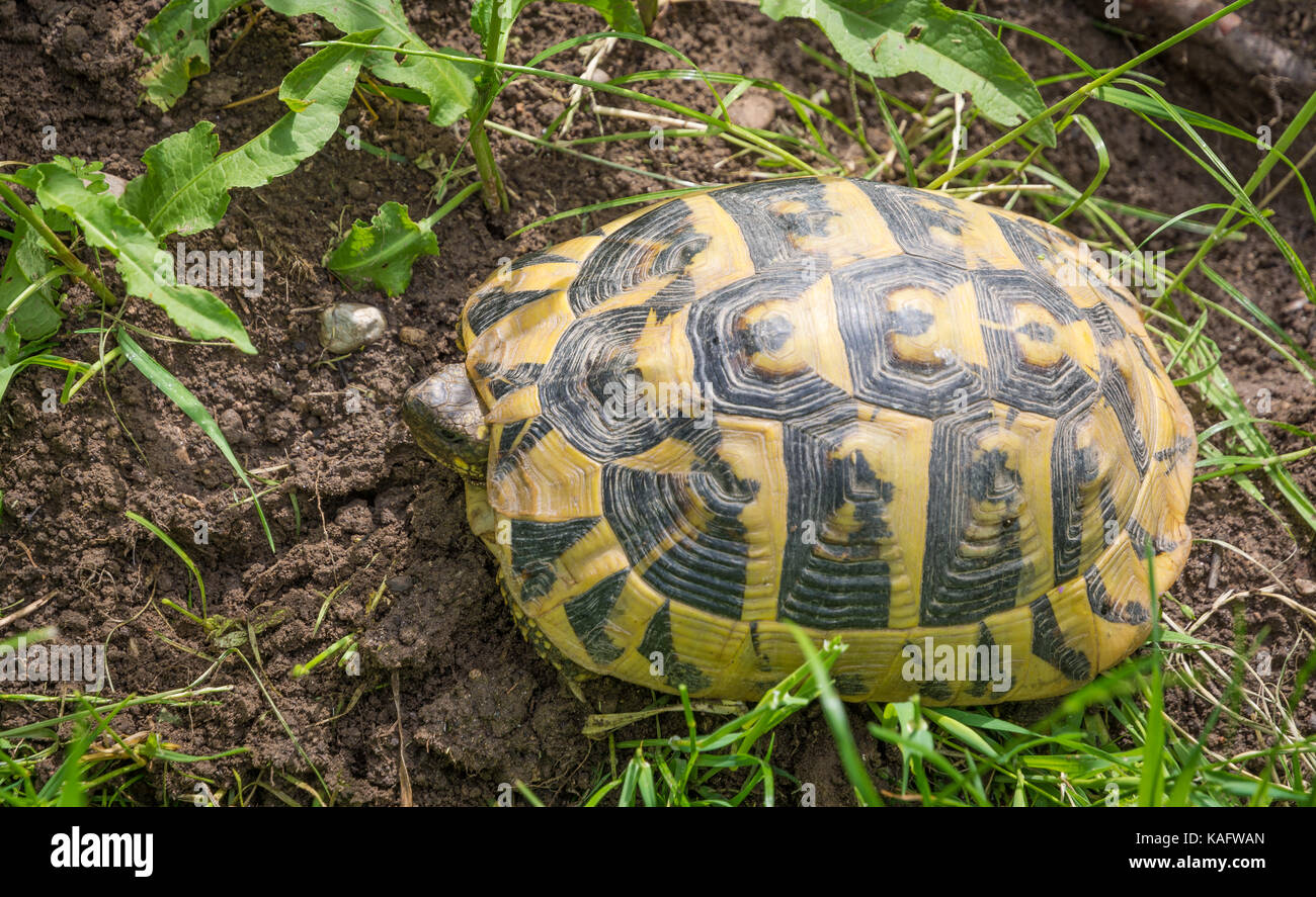 geochelone sulcata African spurred tortoise / sulcata tortoise ...