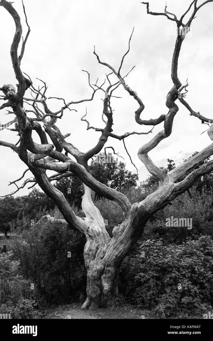 Dead tree branches rise tangled above the lower shrubery and bush in ...
