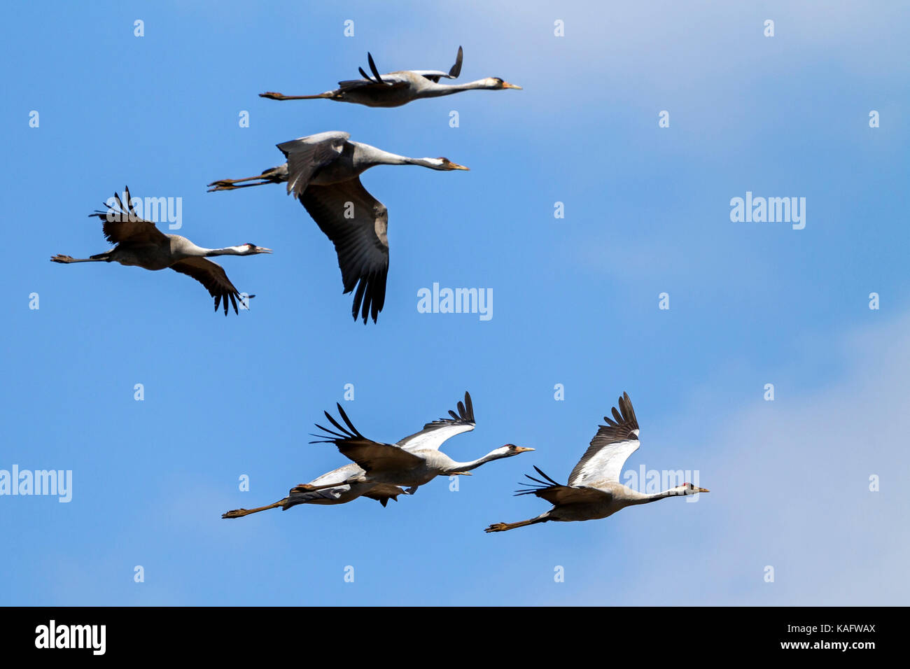 Common Crane, Eurasian Crane (Grus grus), five adults migration to the ...