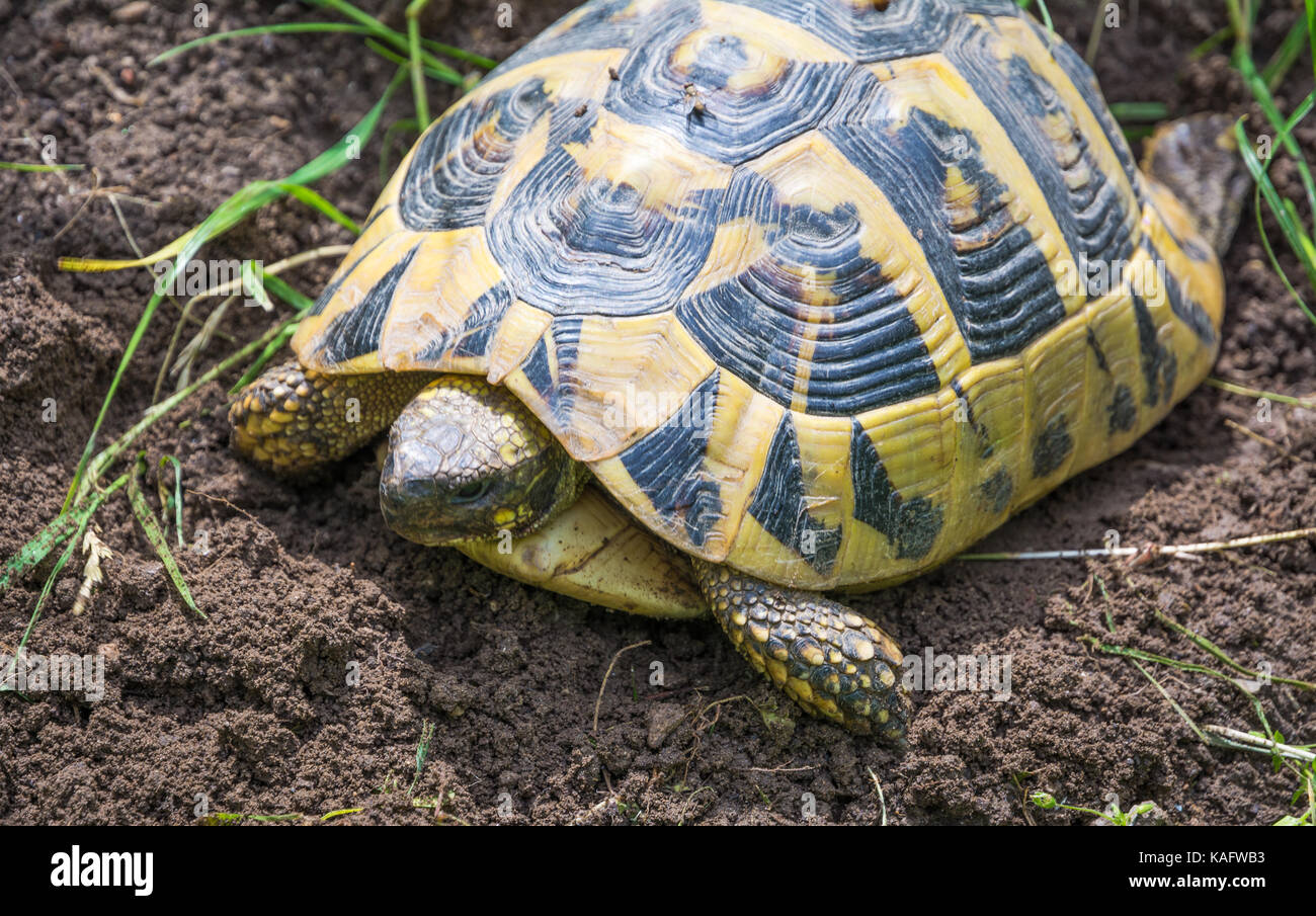 geochelone sulcata African spurred tortoise / sulcata tortoise ...