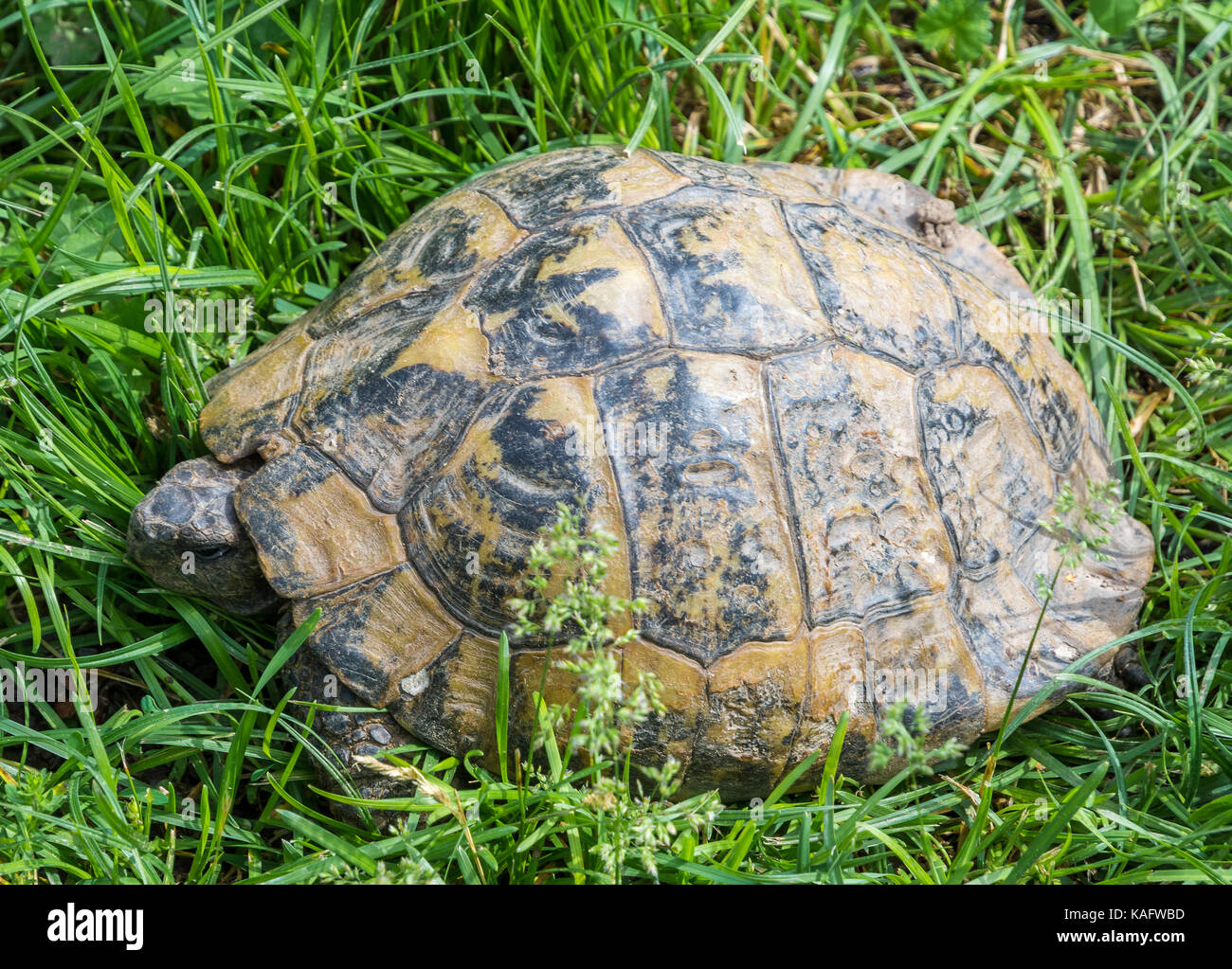 geochelone sulcata African spurred tortoise / sulcata tortoise ...