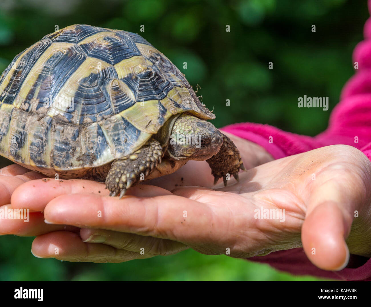 geochelone sulcata African spurred tortoise / sulcata tortoise ...