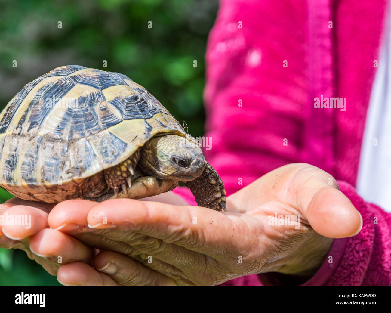 geochelone sulcata African spurred tortoise / sulcata tortoise ...