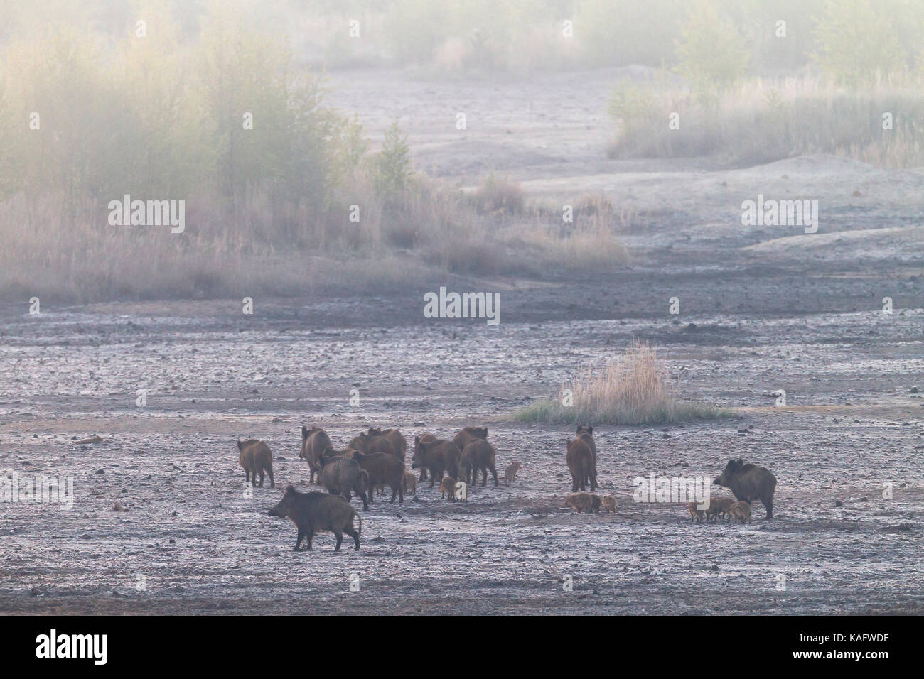 Mining wildlife hi-res stock photography and images - Alamy