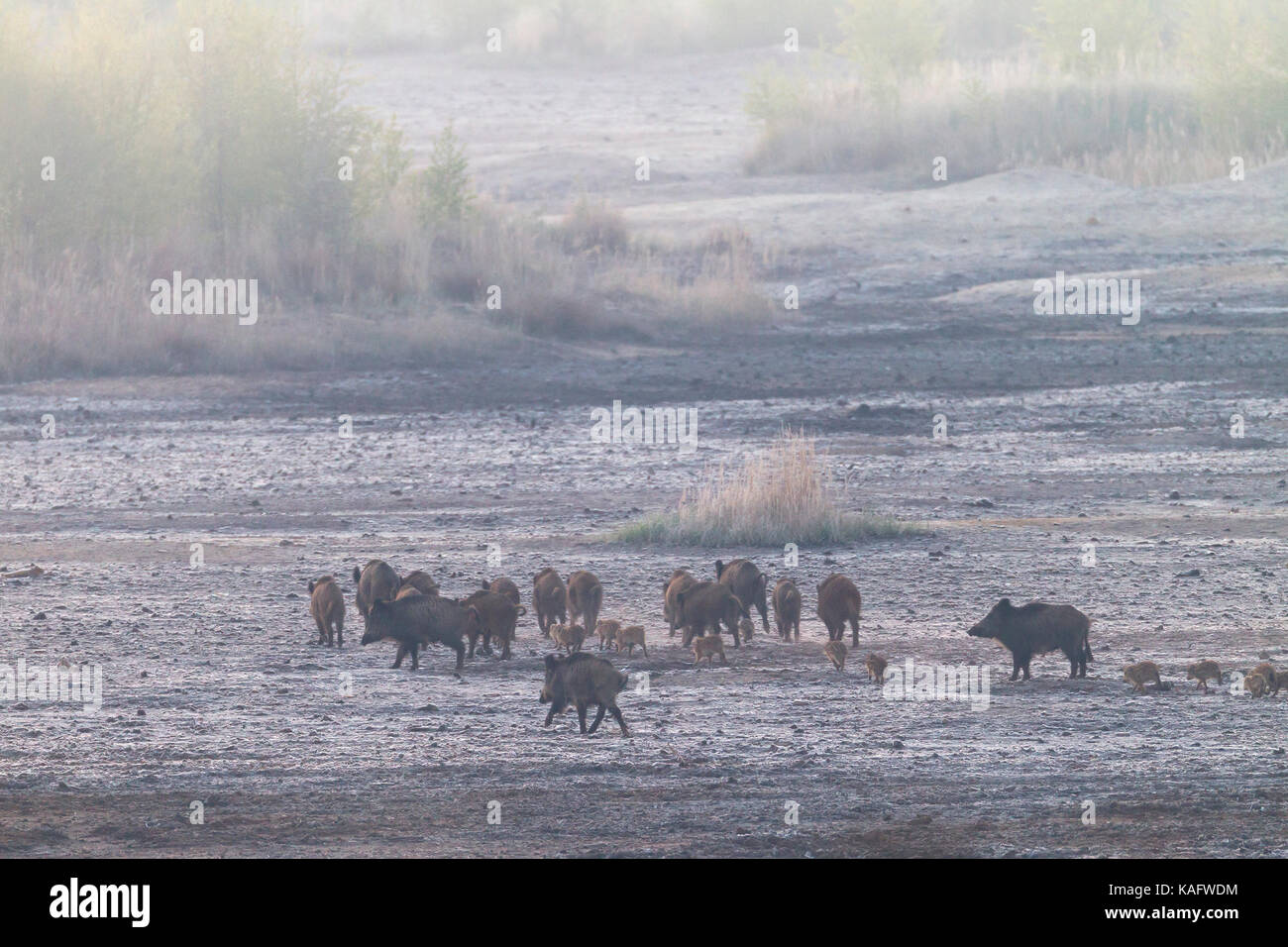 Mining wildlife hi-res stock photography and images - Alamy