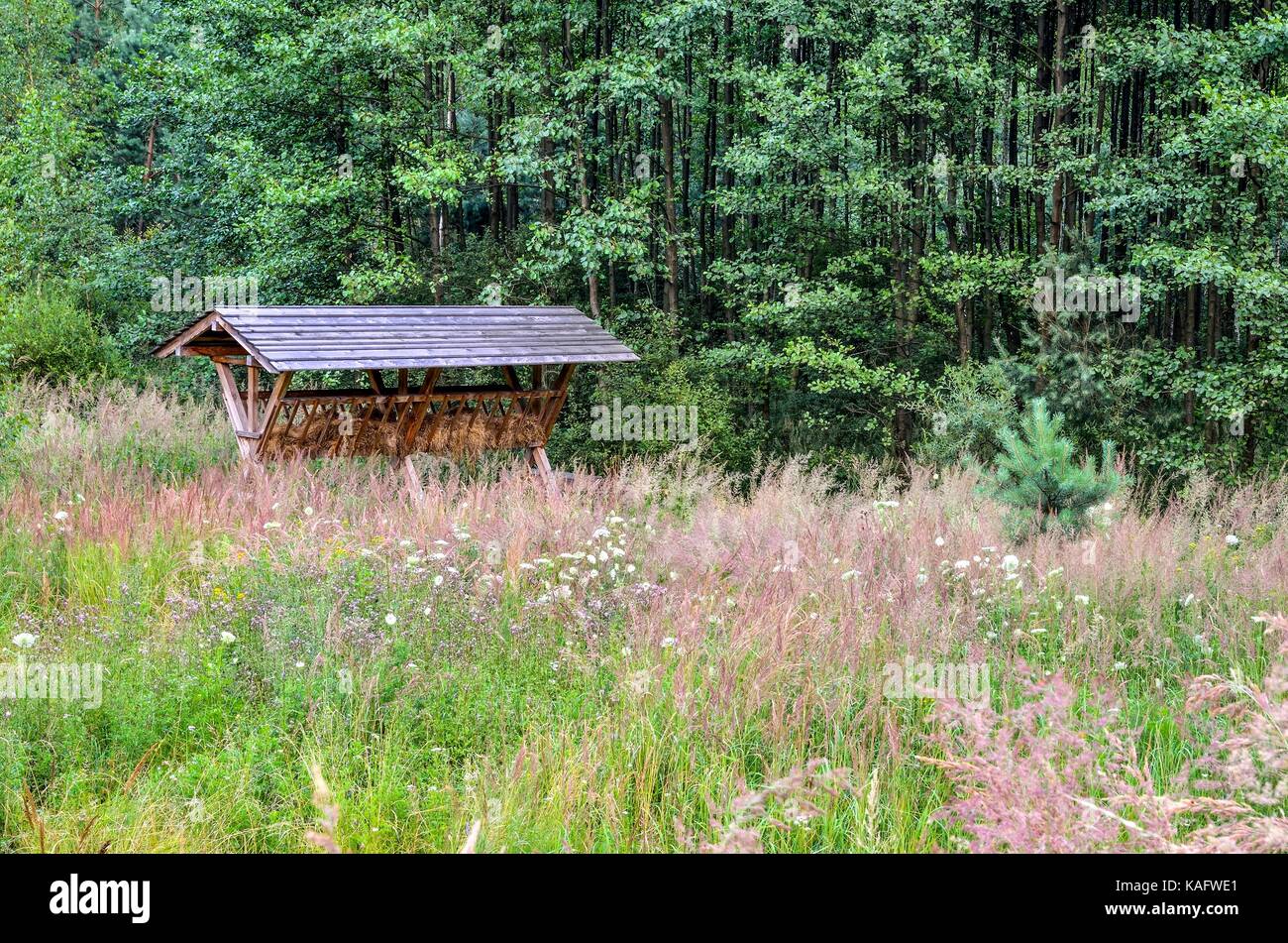 Pasture for animals. Wooden pasture in the green forest Stock Photo - Alamy