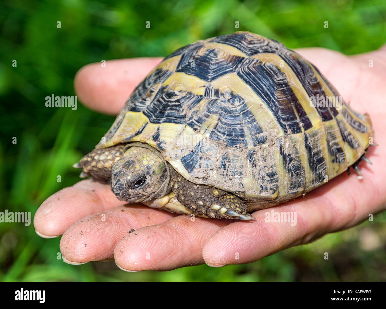 geochelone sulcata African spurred tortoise / sulcata tortoise ...