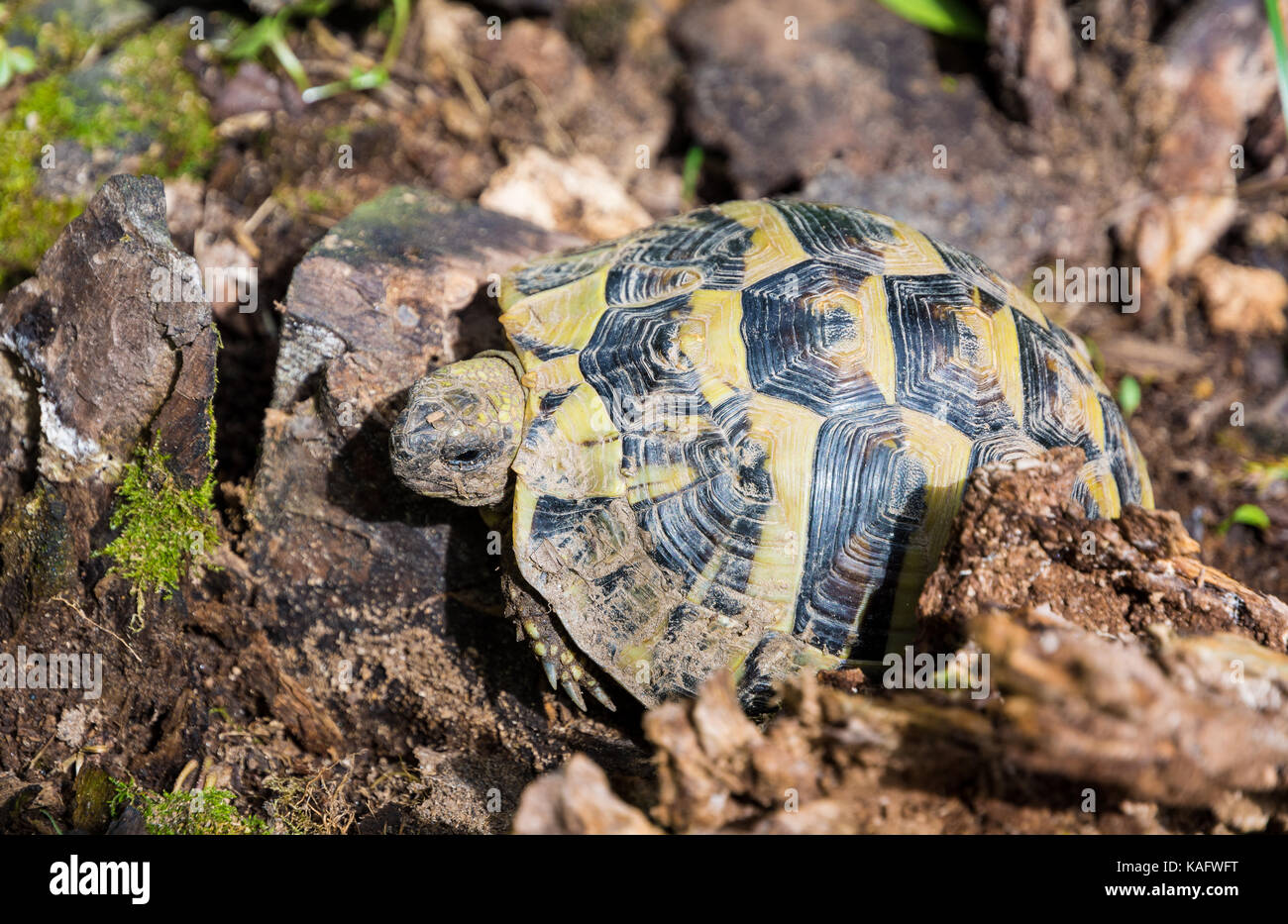 geochelone sulcata African spurred tortoise / sulcata tortoise ...