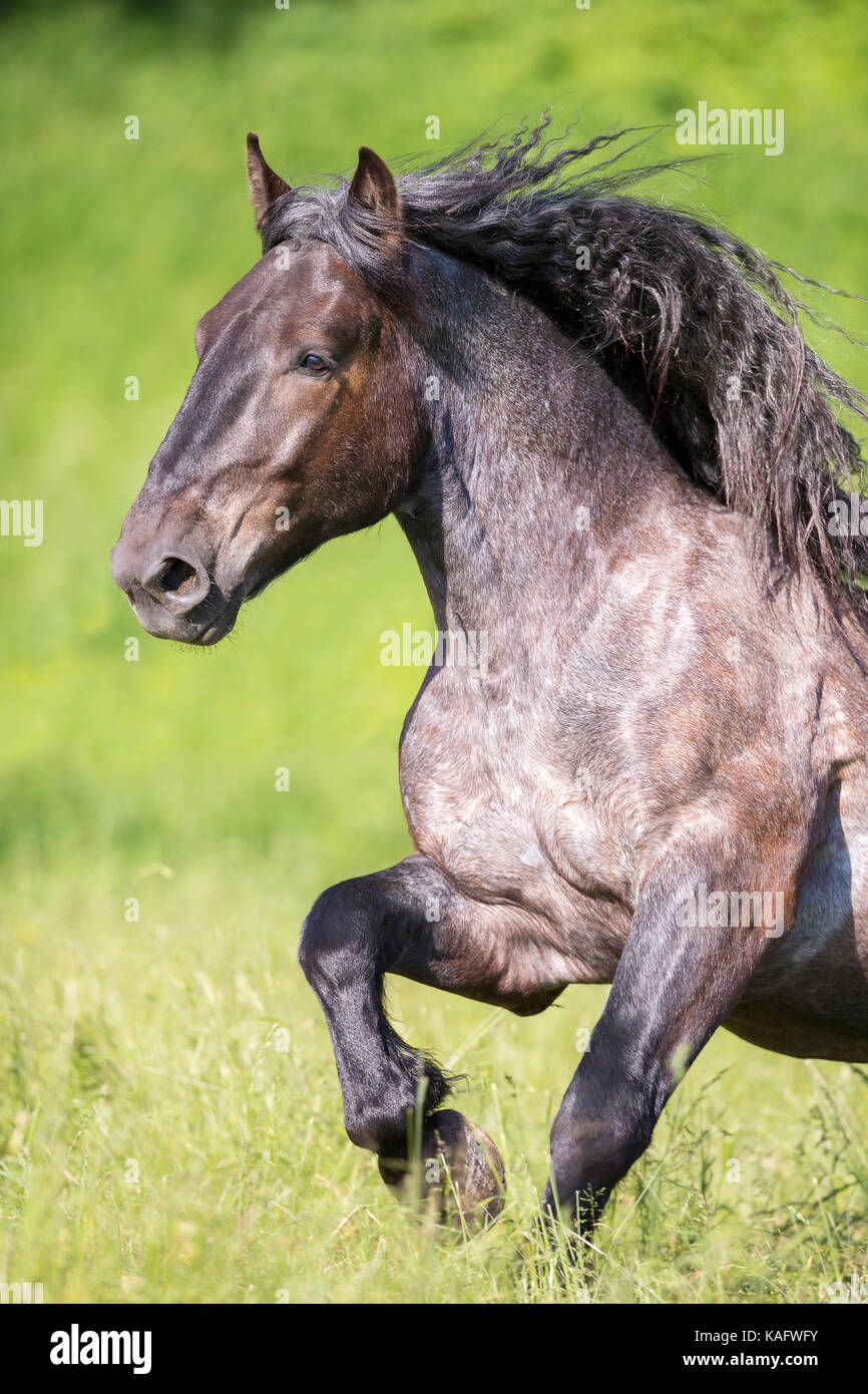 Horse blue hi-res stock photography and images - Alamy