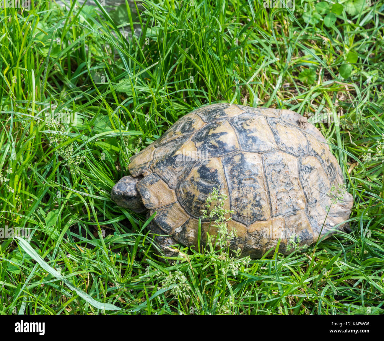 geochelone sulcata African spurred tortoise / sulcata tortoise ...