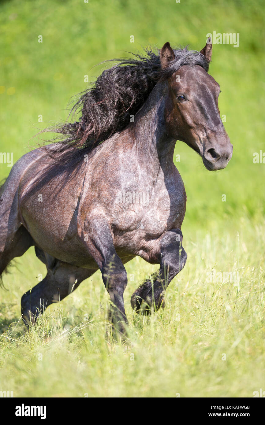 Noriker draft horse roan hi-res stock photography and images - Alamy