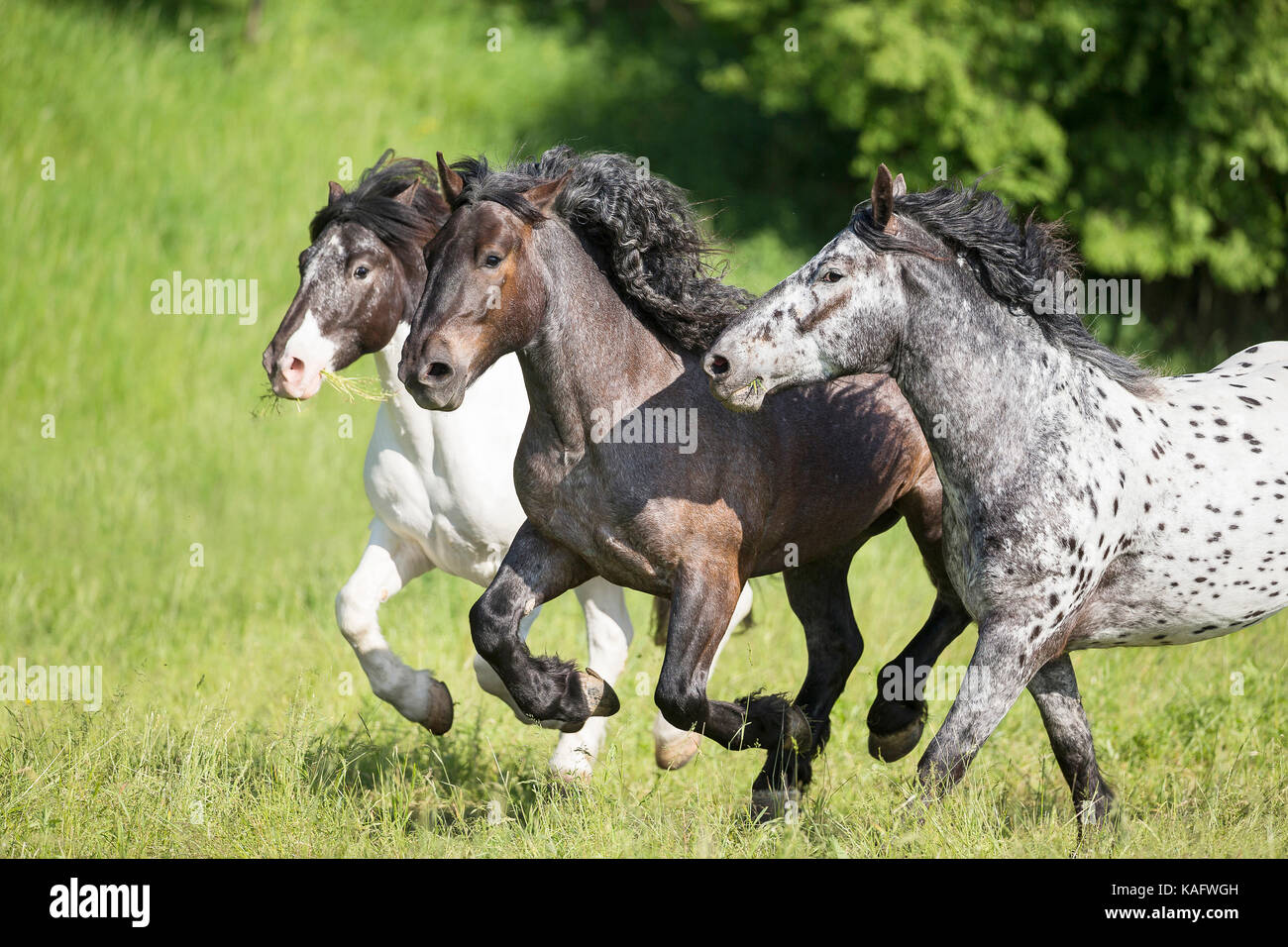 Blue Roan Draft Horses
