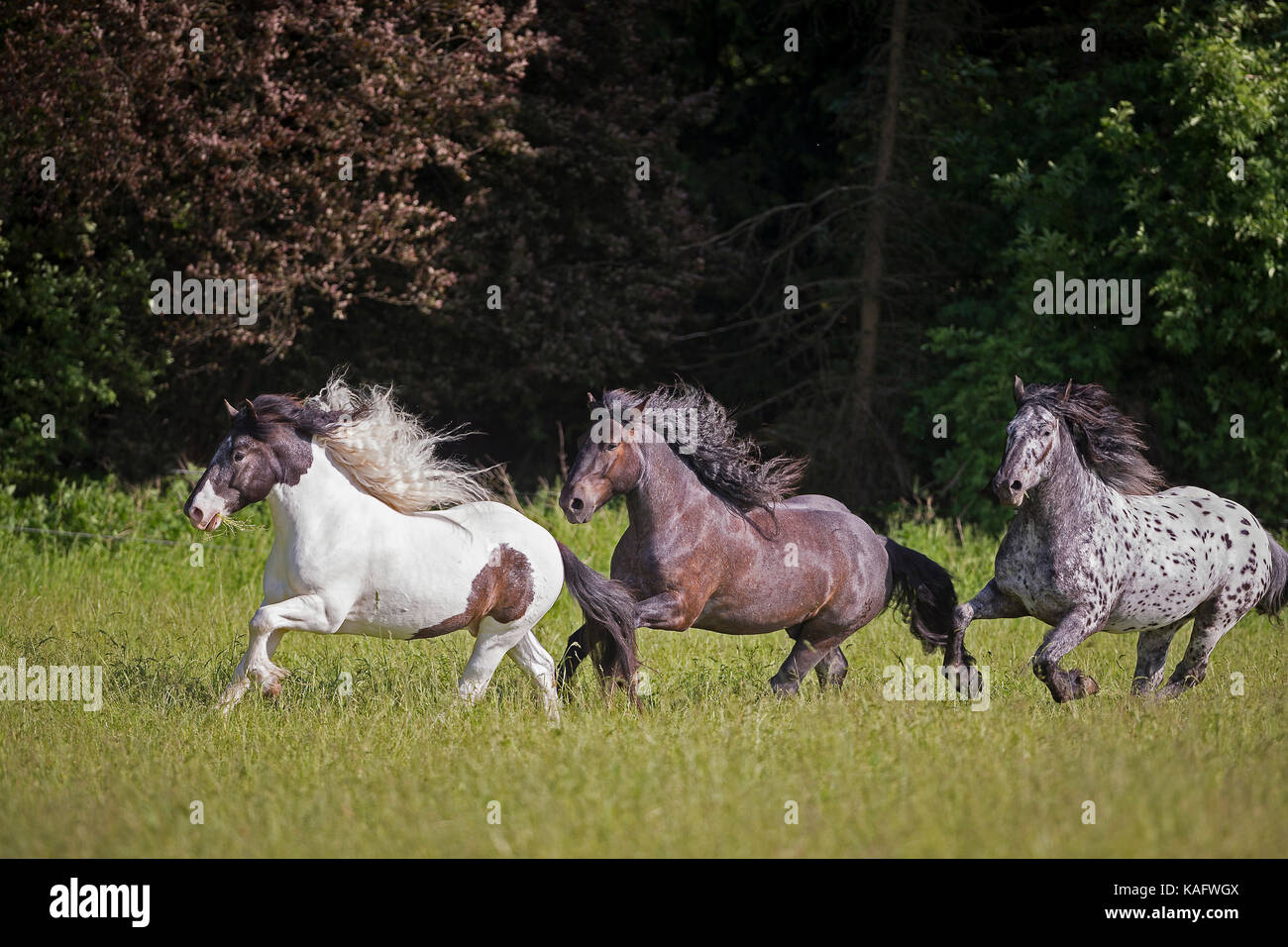 Noriker Horse. Juvenile horses (blue roan, pinto and leopard-spotted ...