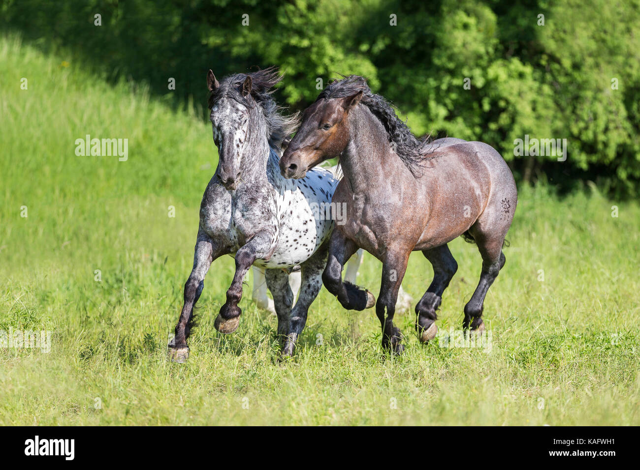 Blue Roan Appaloosa Foal