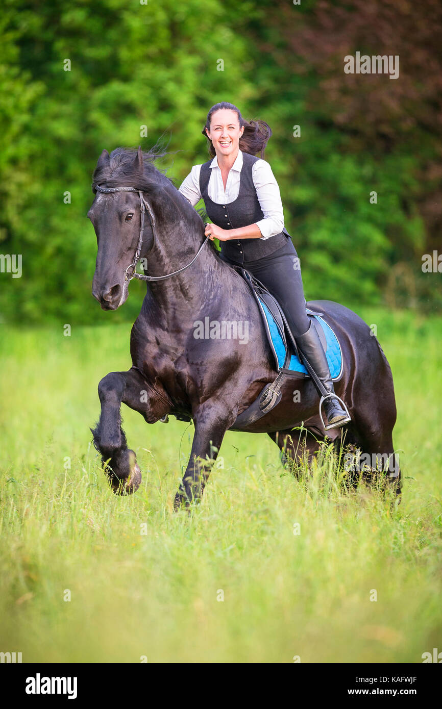 Friesian Horse. Rider on black stallion galloping on a meadow. Austria ...