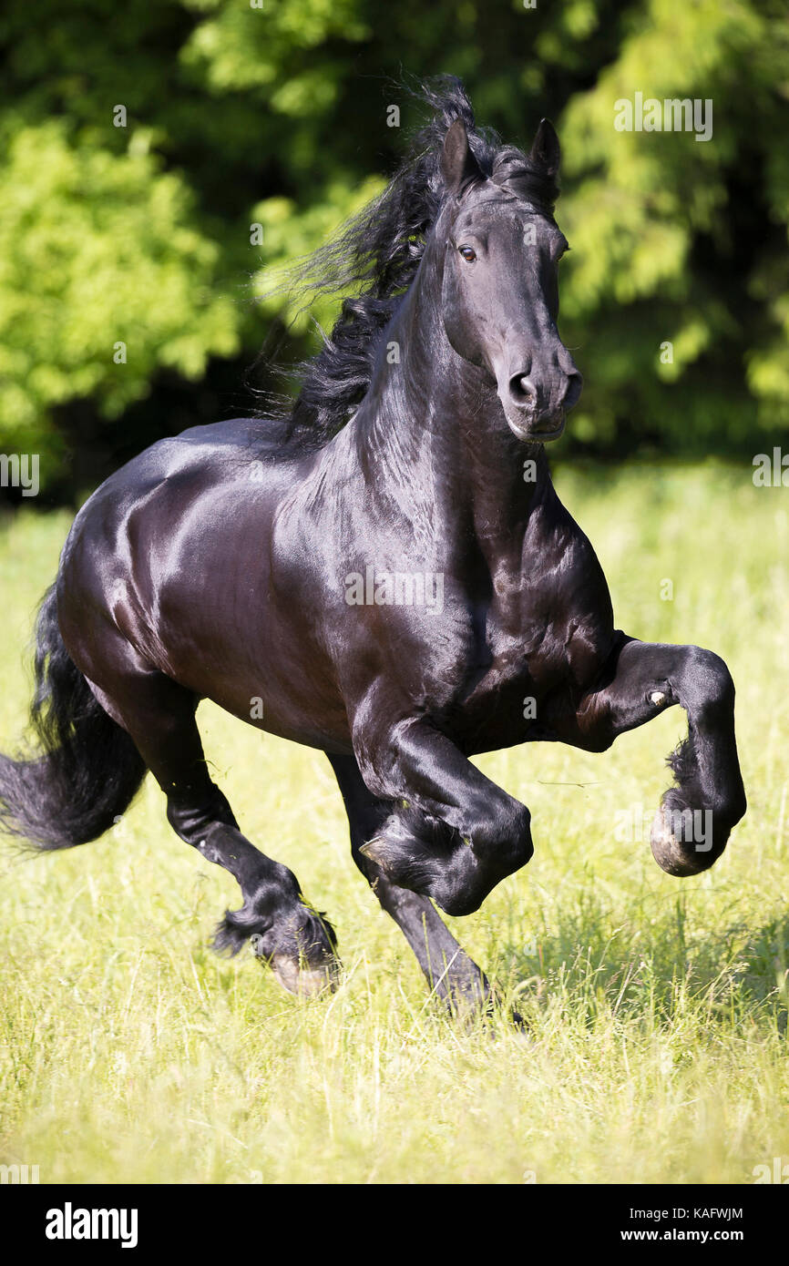 Friesian horse hi-res stock photography and images - Alamy