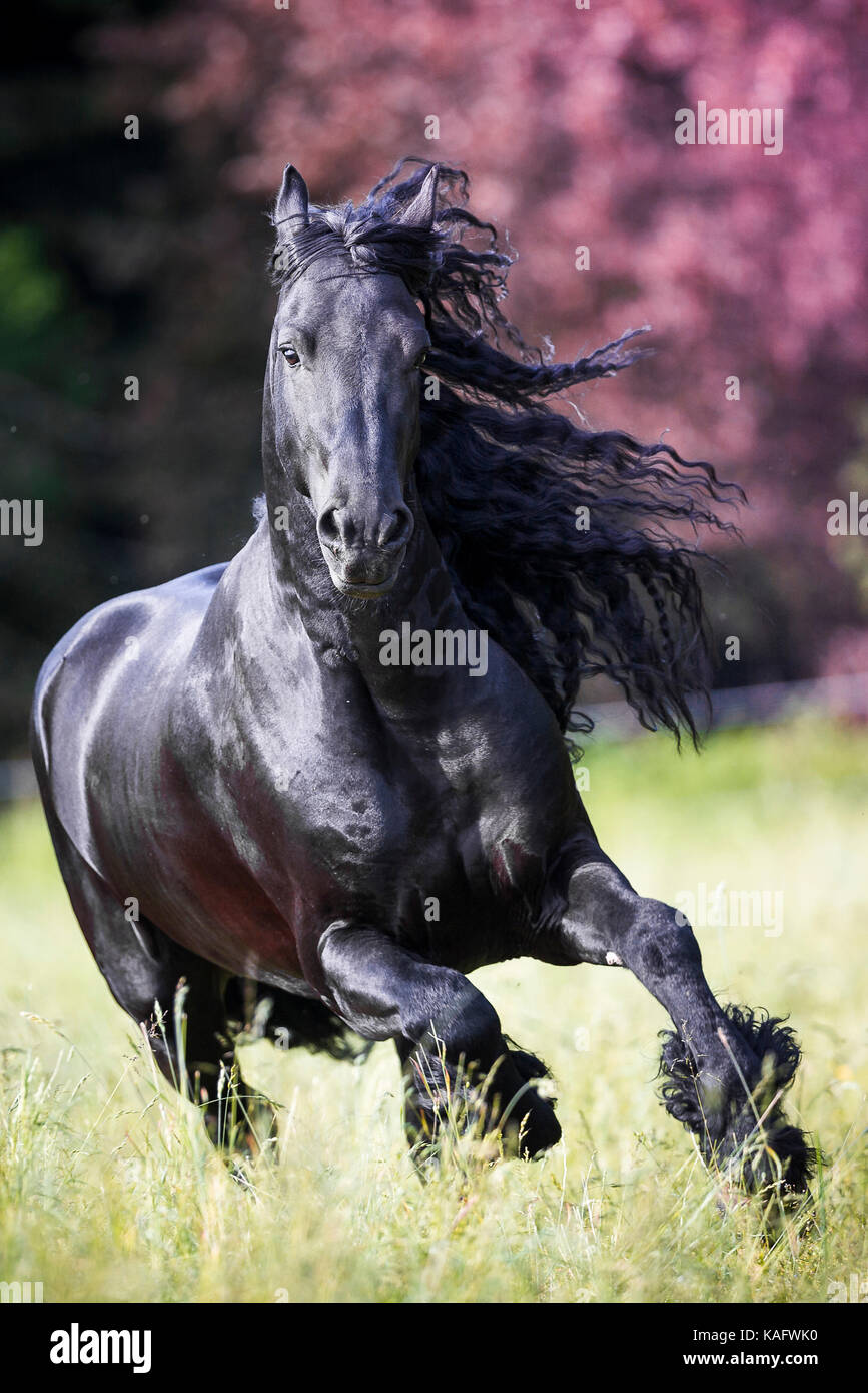 Friesian Horse. Black stallion galloping on a meadow. Austria Stock ...
