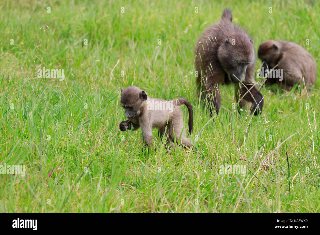 Troop Of Baboons High Resolution Stock Photography and Images - Alamy
