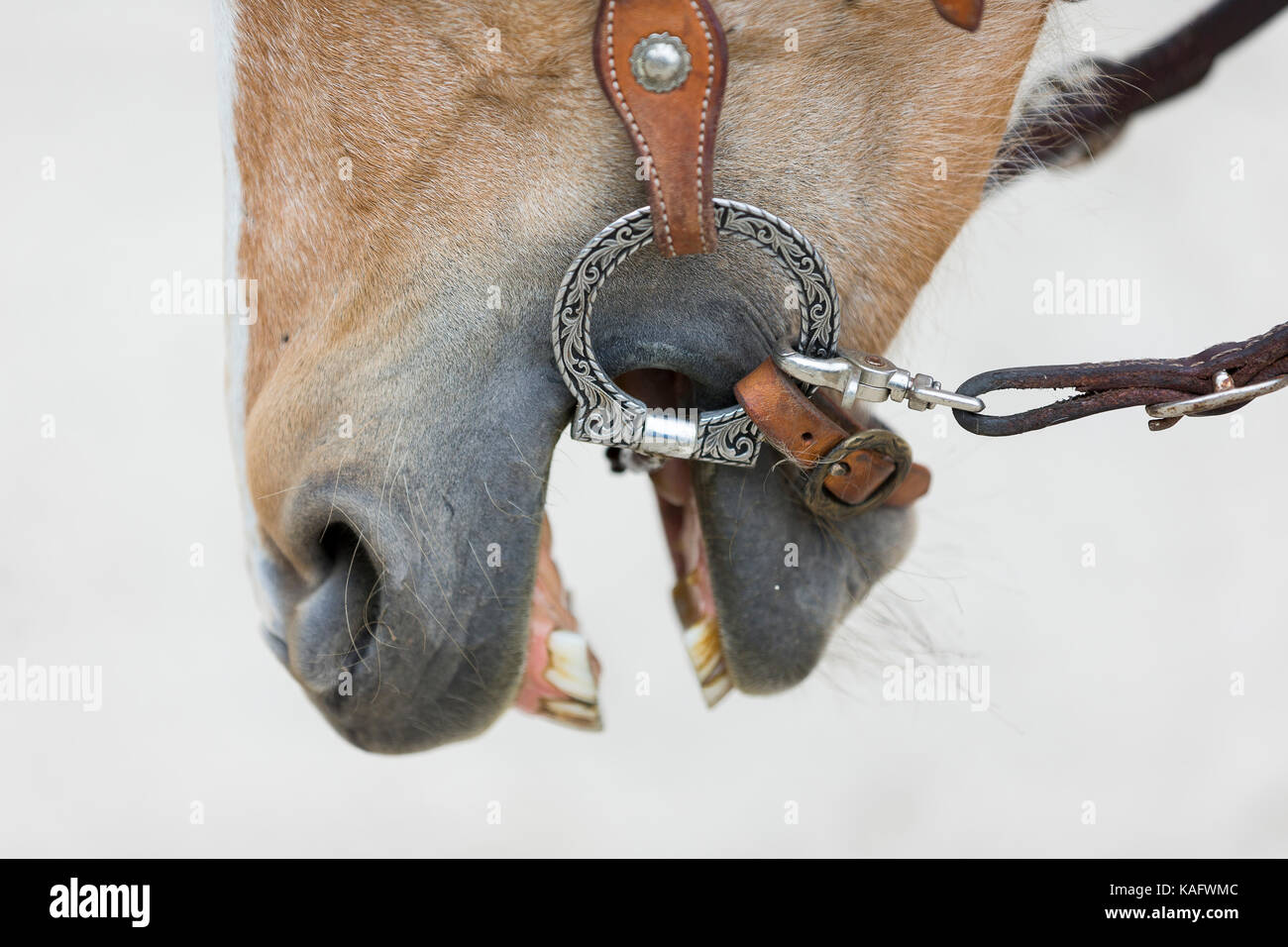 Snaffle bridle hi-res stock photography and images - Alamy