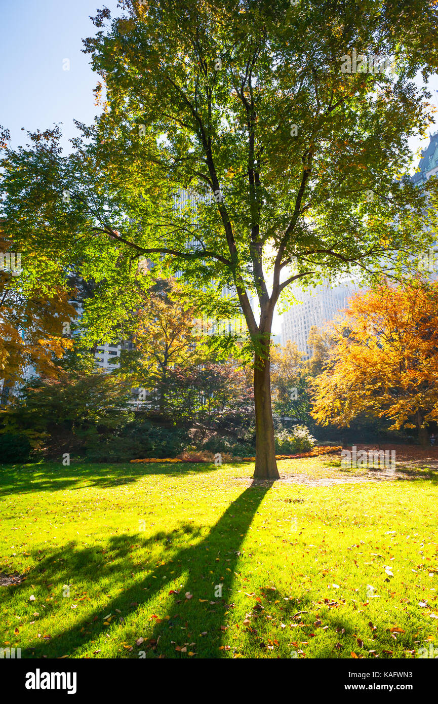 Autumn trees against sun in Central Park Stock Photo - Alamy