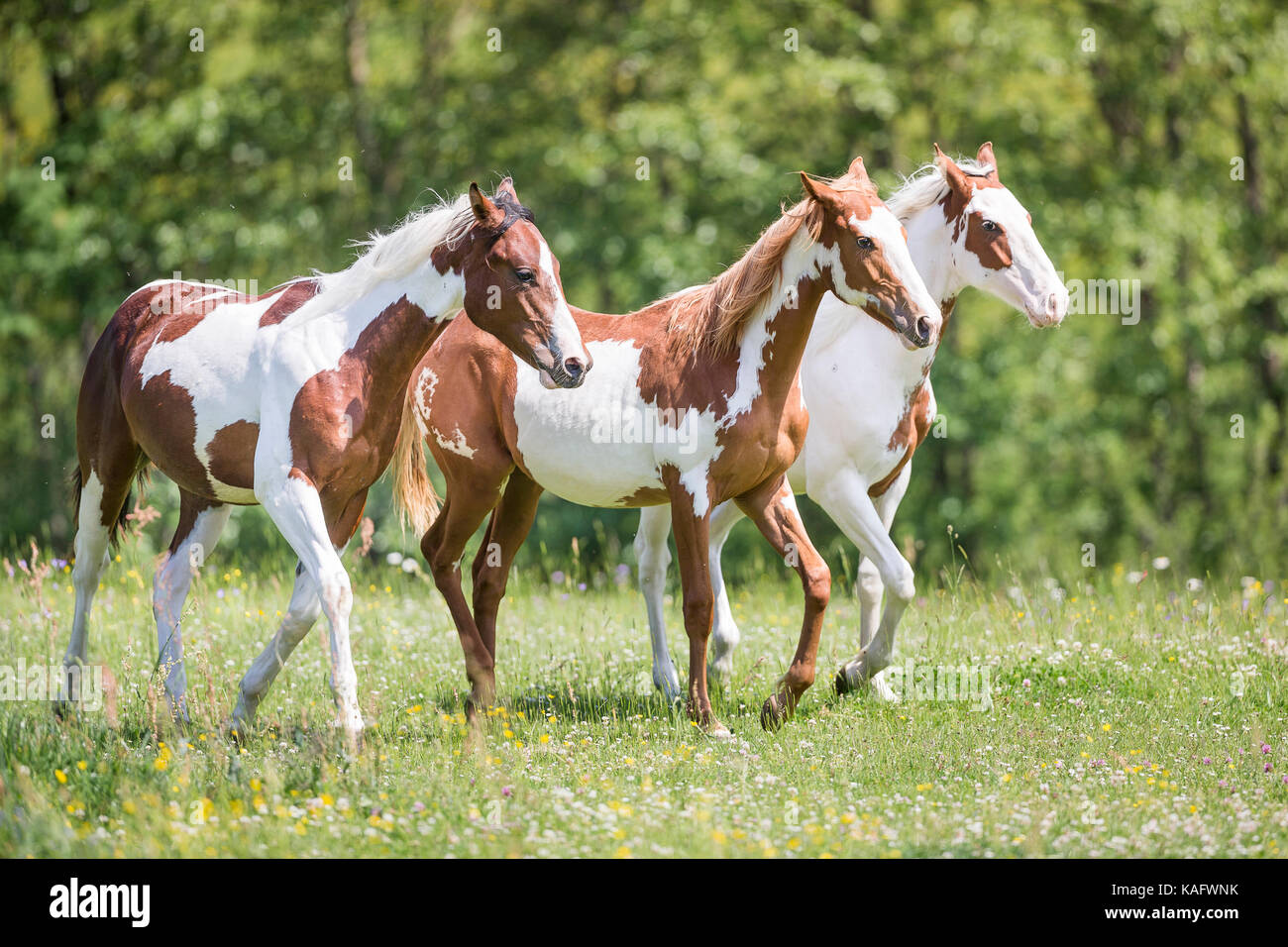 American Paint Horse Action Stock Photos & American Paint Horse Action ...