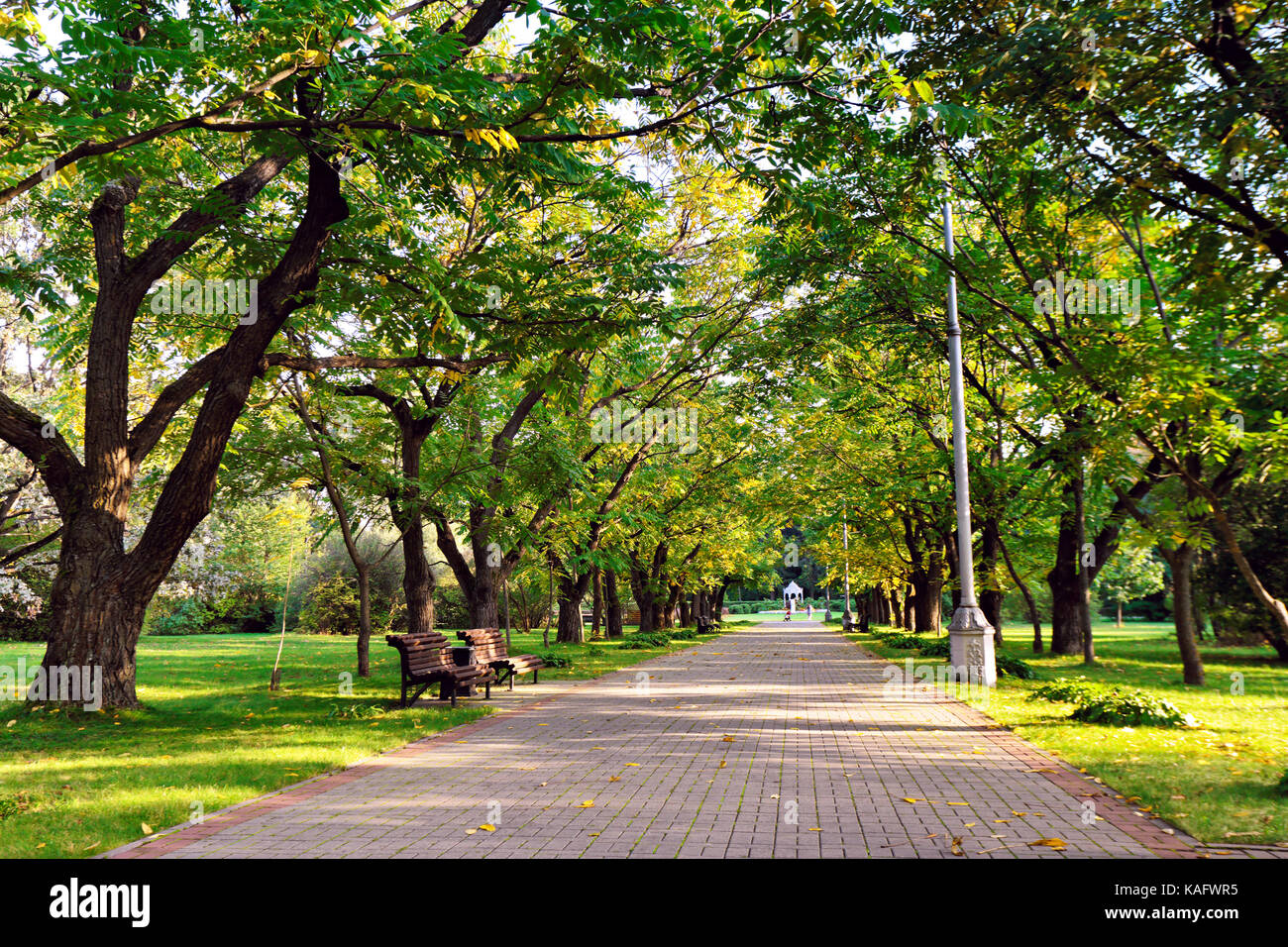 Autumn landscape - beautiful autumn walkway in park. Manchurian walnut ...