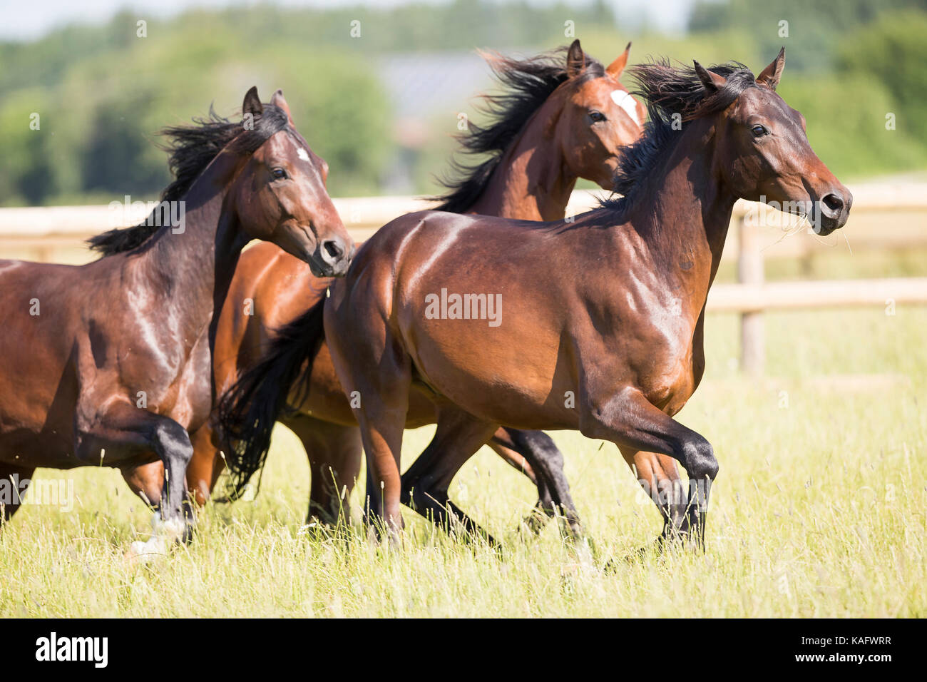 Stallions hi-res stock photography and images - Alamy