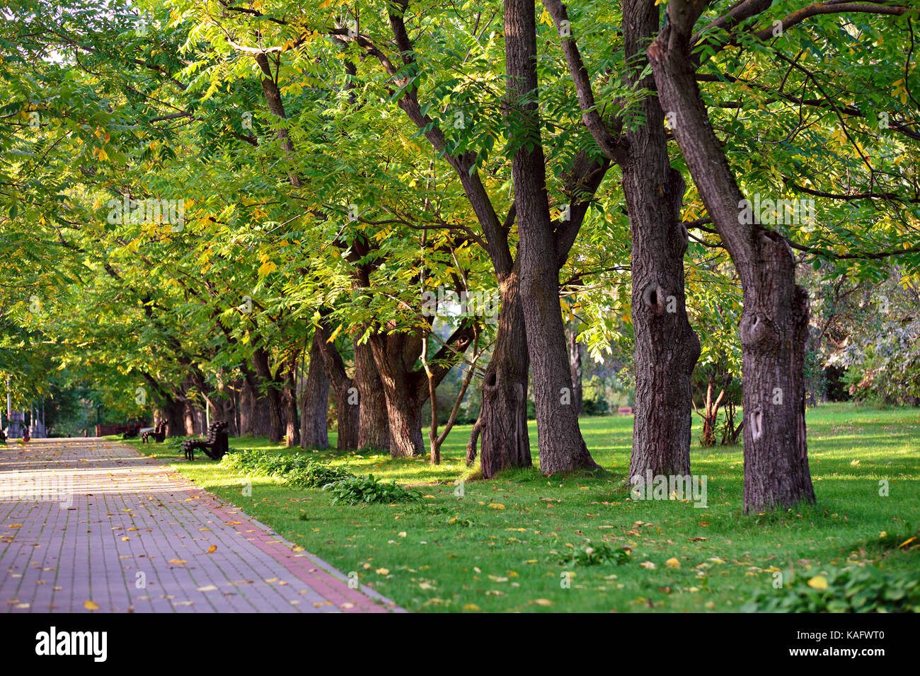 Manchurian walnut tree hi-res stock photography and images - Alamy
