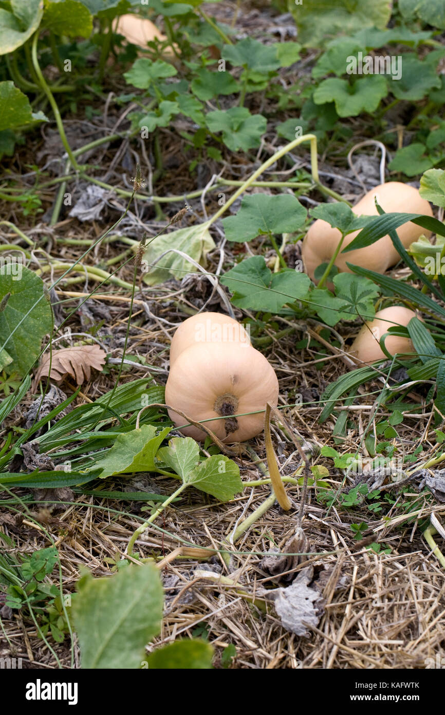 Curcubita moschata. Butternut squash growing in the vegetable garden ...