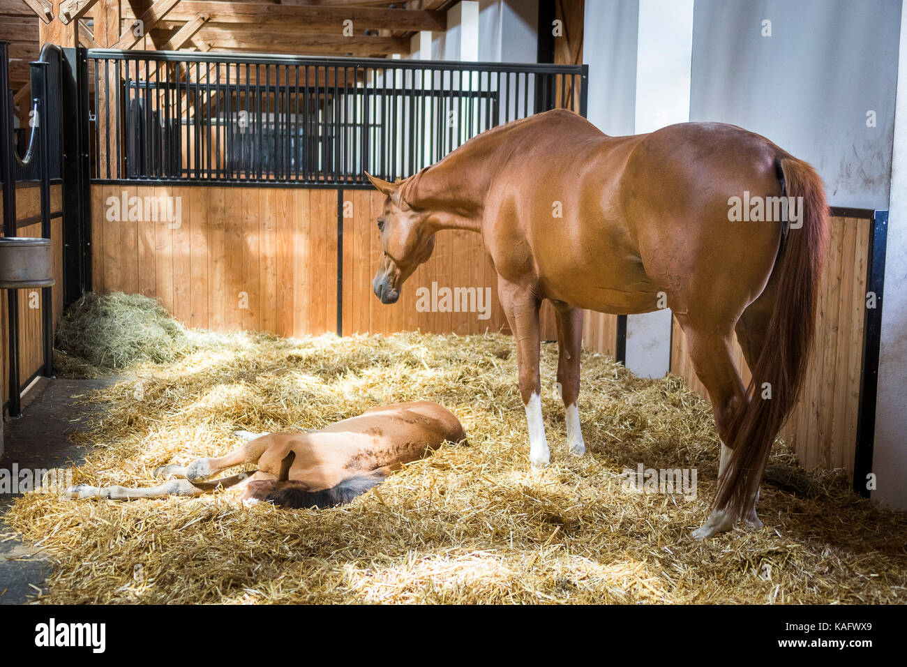 Foaling box hi-res stock photography and images - Alamy