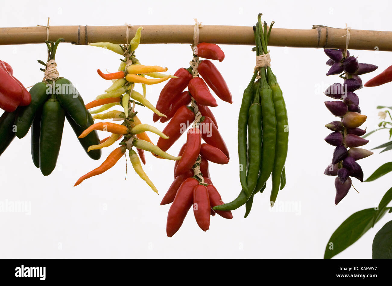 A variety of chillies against a white background Stock Photo - Alamy