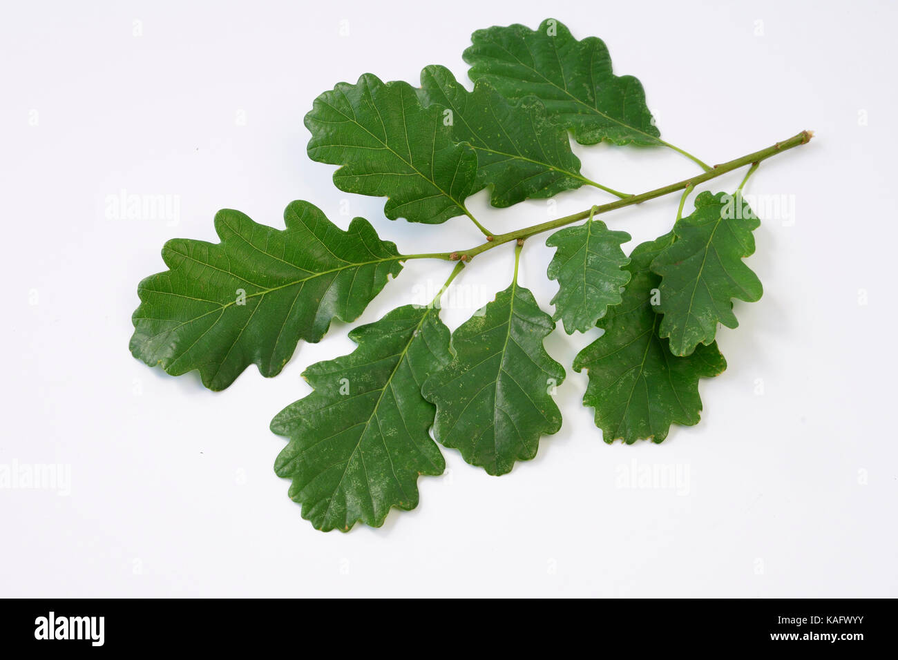 Durmast Oak, Sessile Oak (Quercus petraea), twig with leaves, Studio ...