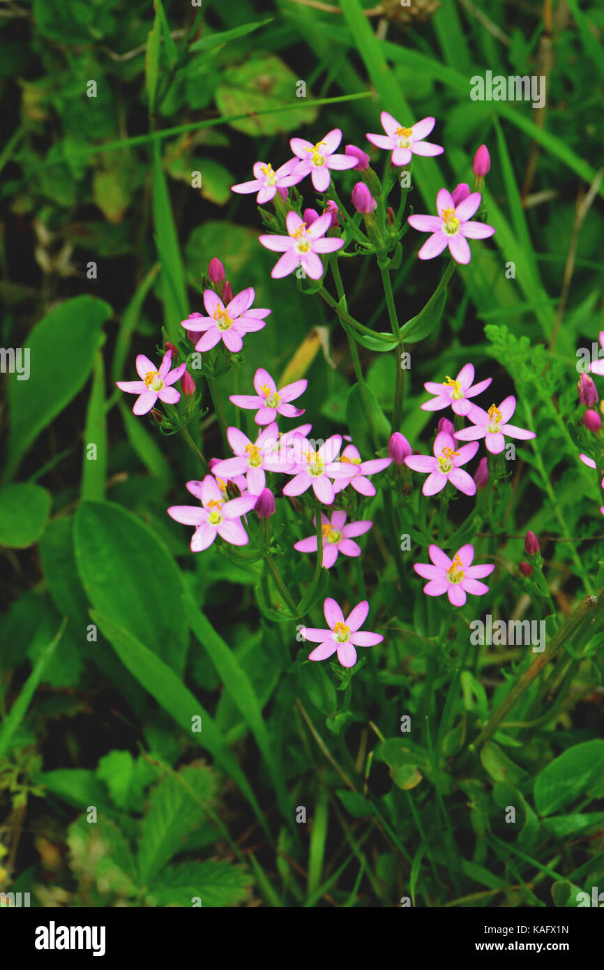 Common Centaury (Centaurium quadrifolium, Centaurium erythaea ...