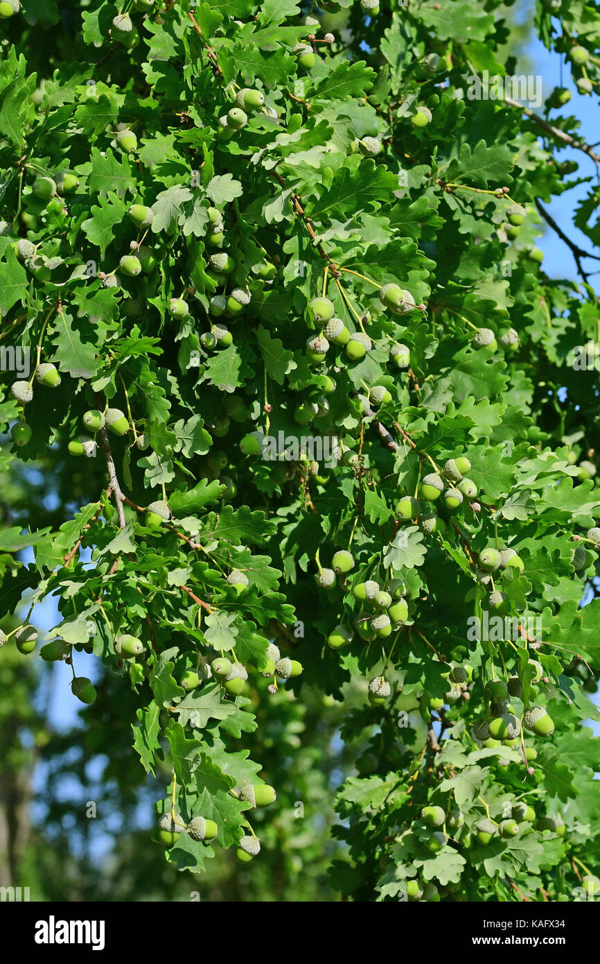 Pendulate Oak, English Oak (Quercus robur) in summer with fruits Stock ...