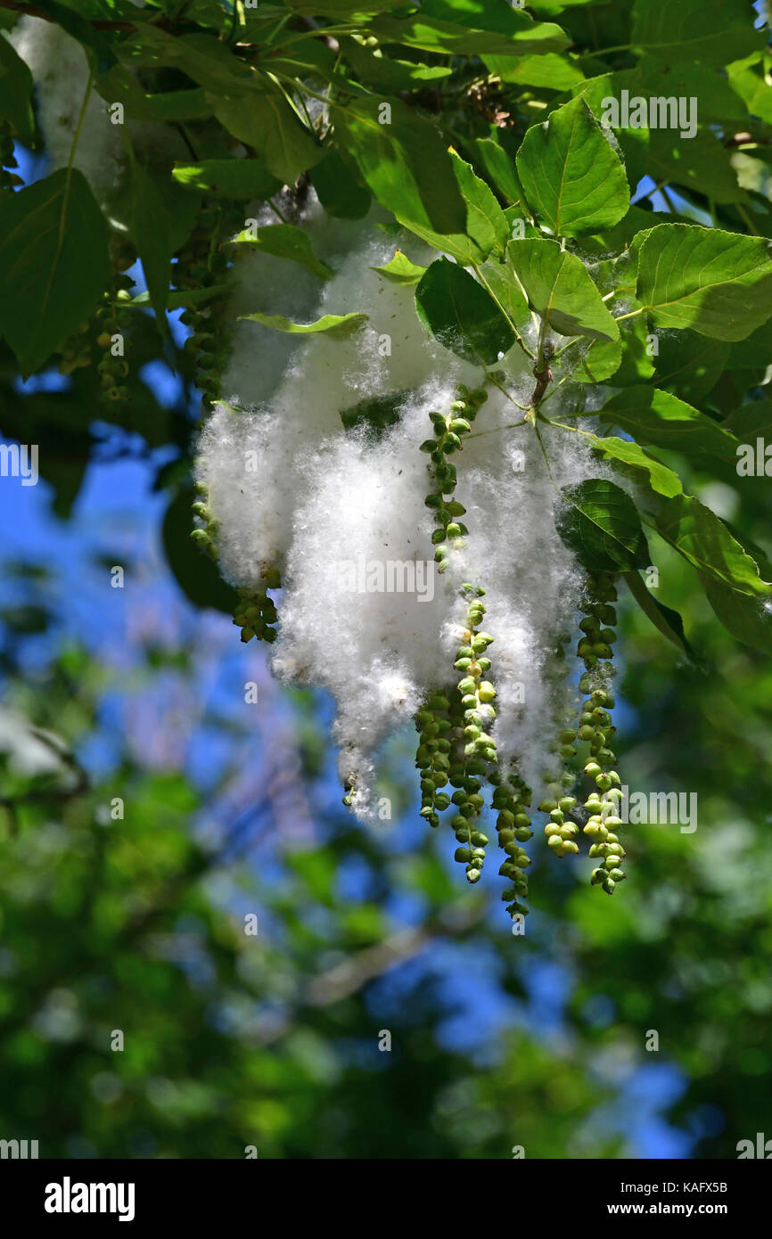 Poplar seeds hi-res stock photography and images - Alamy