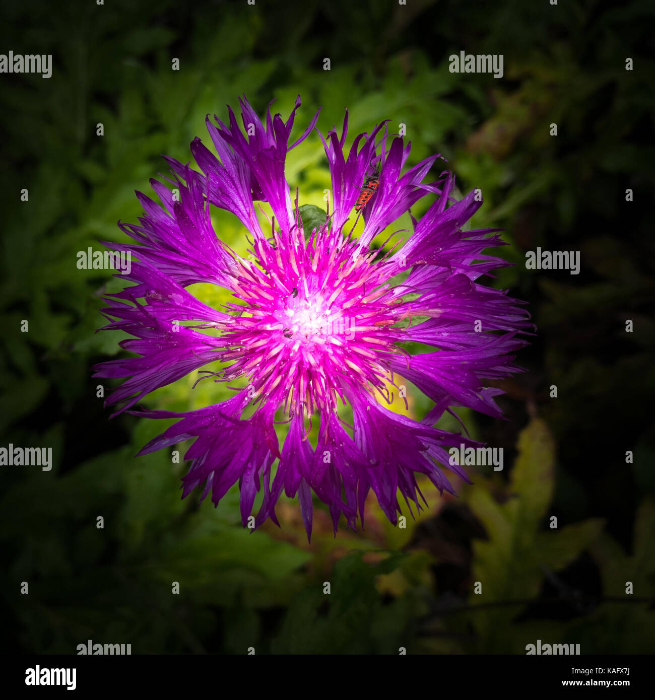 One violet and glooming flower Stock Photo - Alamy