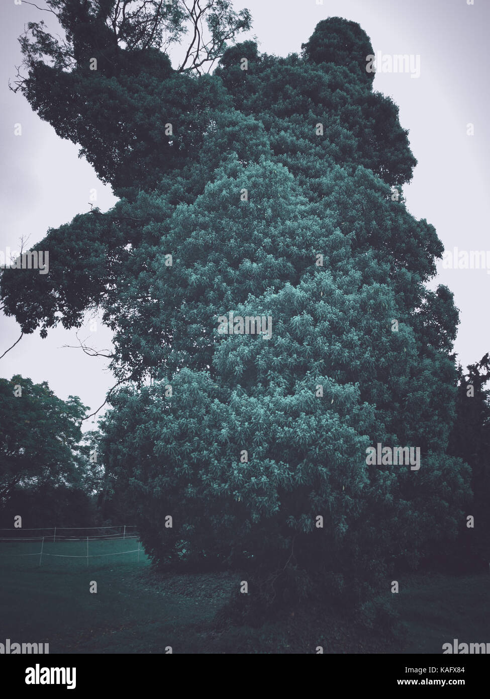 Big tree in a dramatic dark green look Stock Photo - Alamy