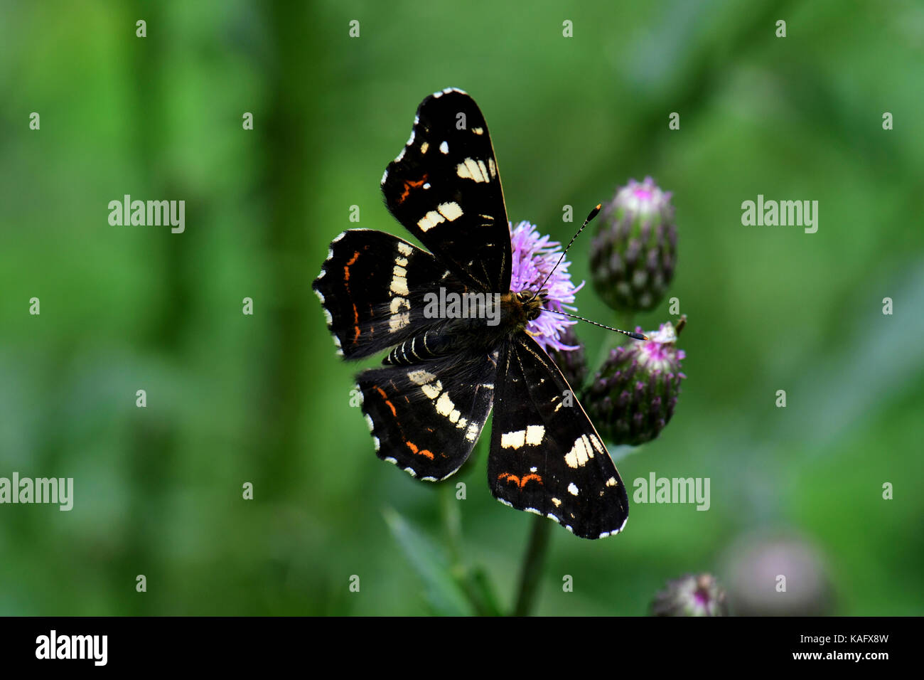 Map Butterfly (Araschnia levana) sitting on the flower of a thistle ...
