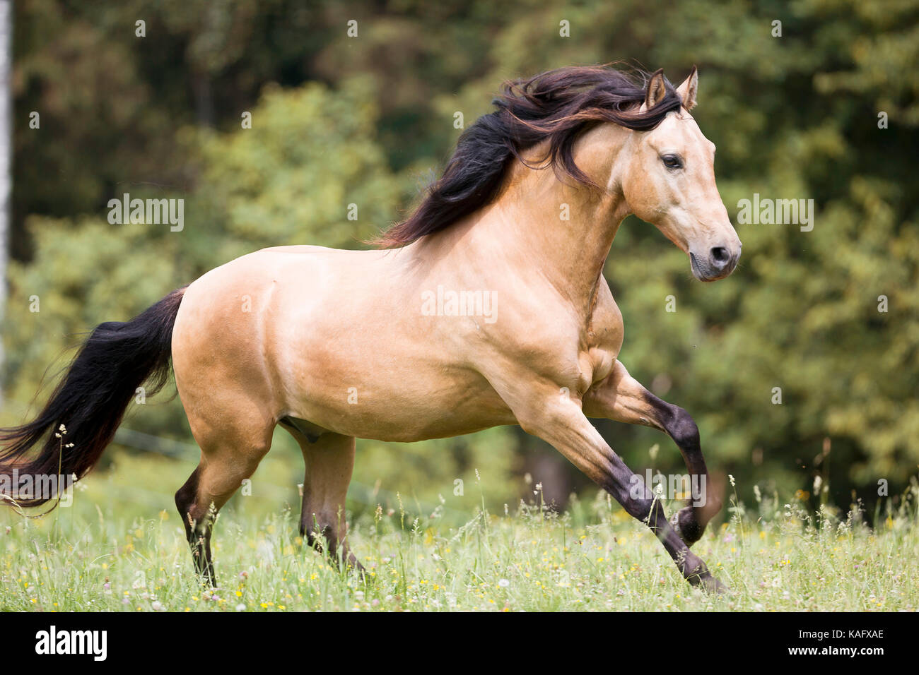 Dun Lusitano Horse