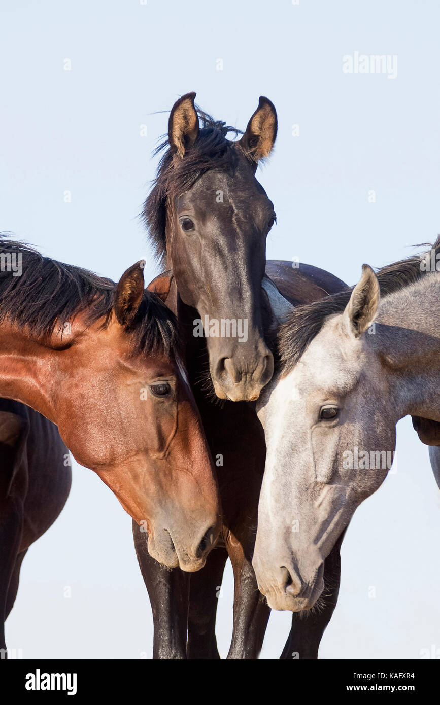 Pure Spanish Horse, Andalusian. Portrait of three juvenile stallions on ...